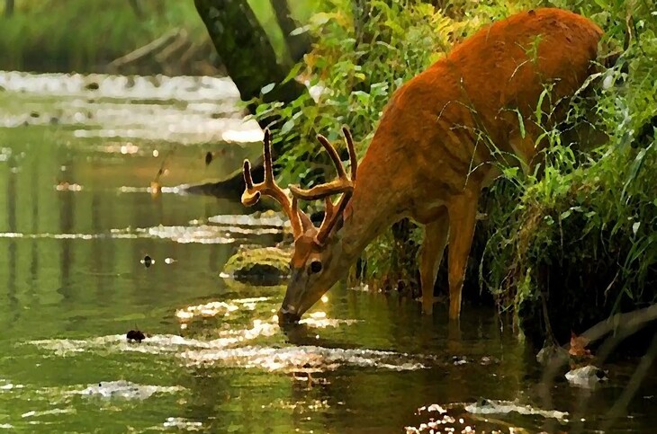 As A Hart Panteth For The Water Brook - Eastlea Tabernacle